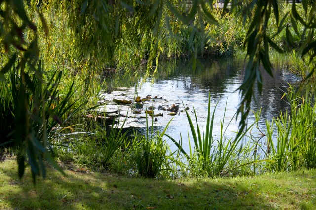 Things to do | Surlingham