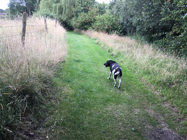 Surlingham Staithe – Update on Progress | Surlingham