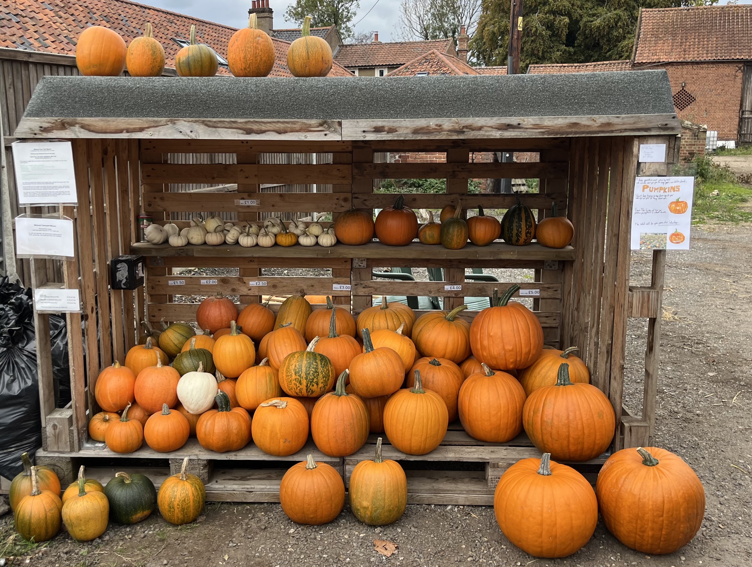 Pumpkins 🎃 | Surlingham